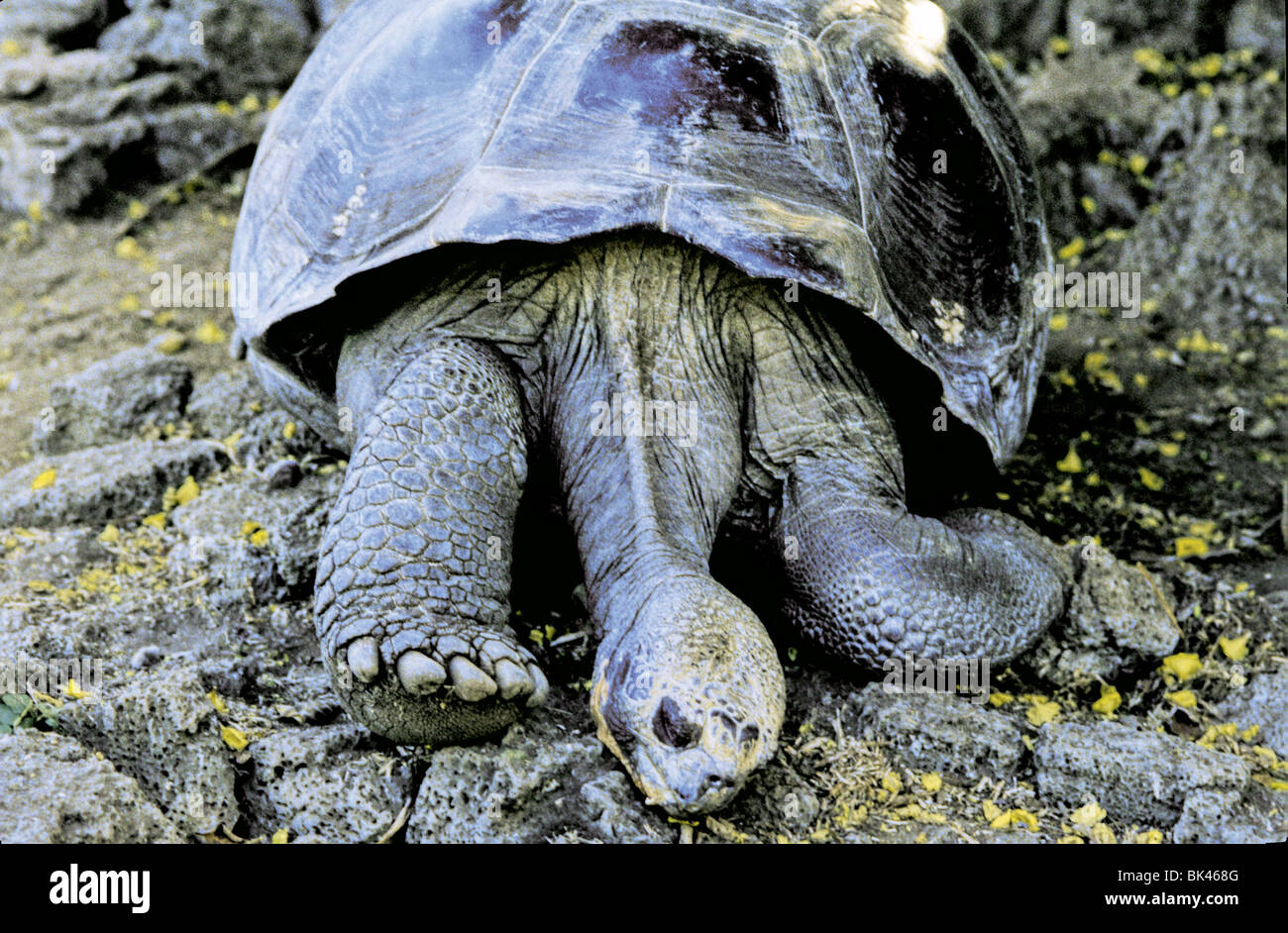 Galapagos tortoises claws hi-res stock photography and images - Alamy