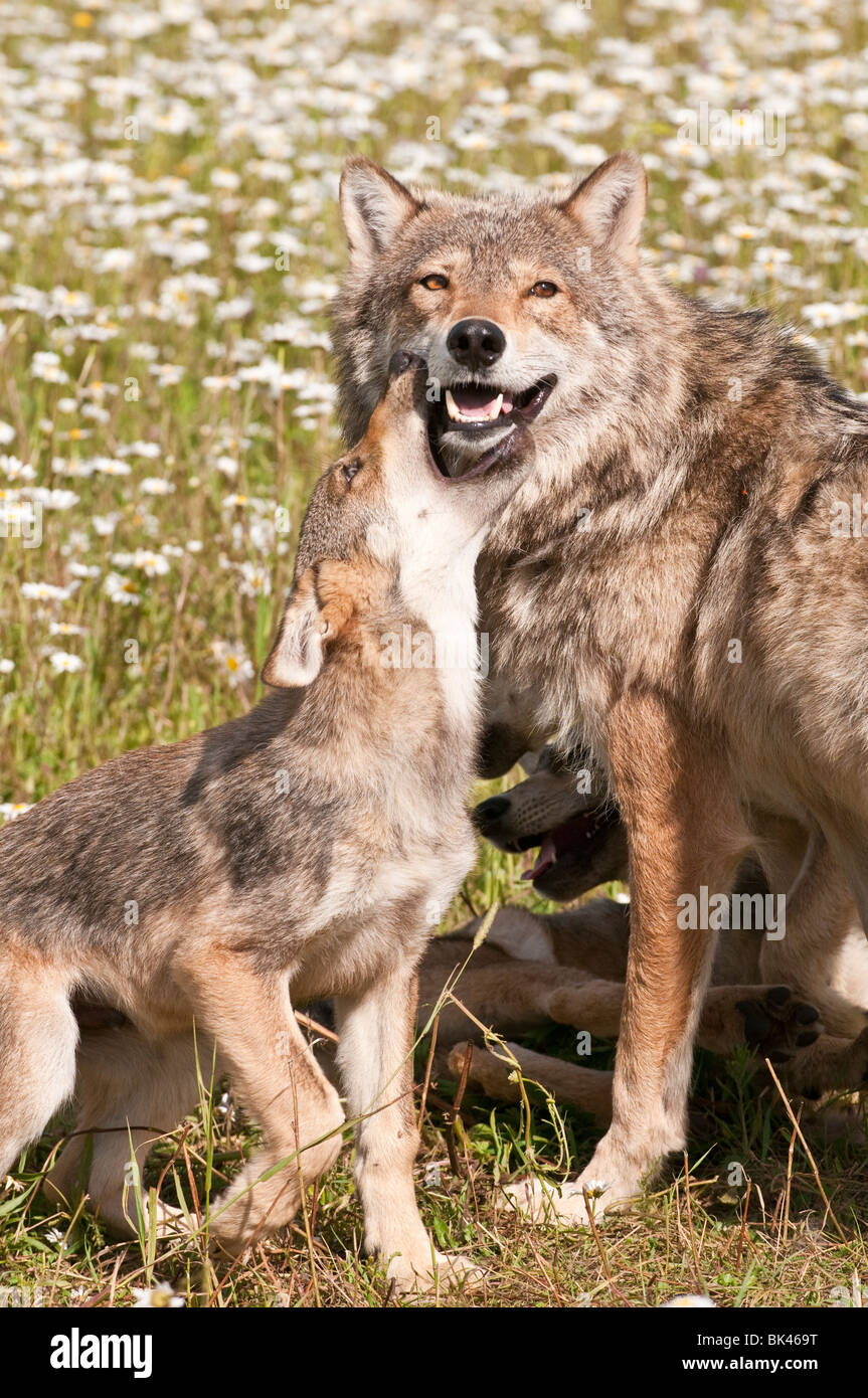Gray wolf and juveniles, Canis lupus, in a field of wildflowers ...