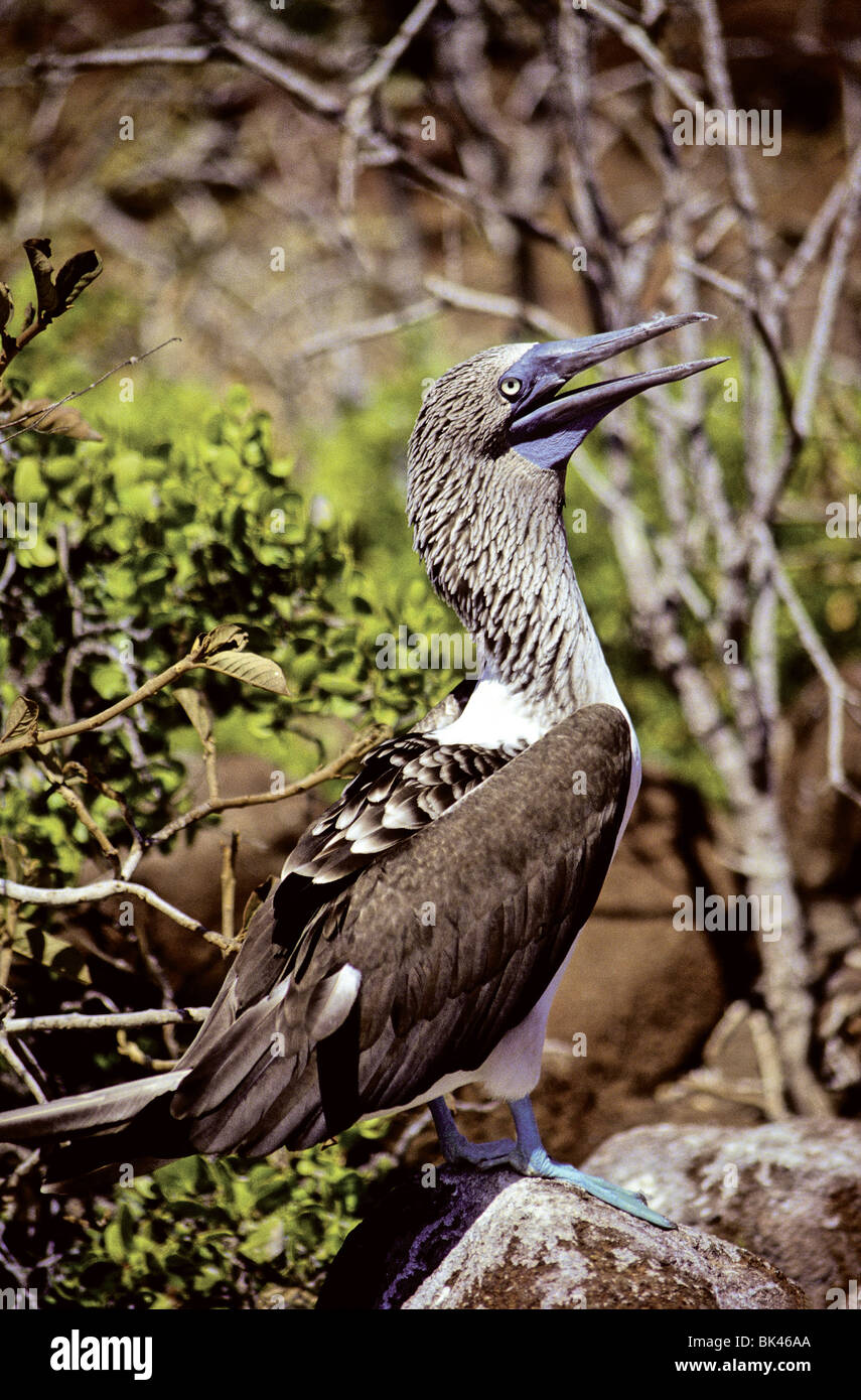 Blue-Footed Booby Bird, Galapagos Isles, Ecuador Stock Photo - Alamy