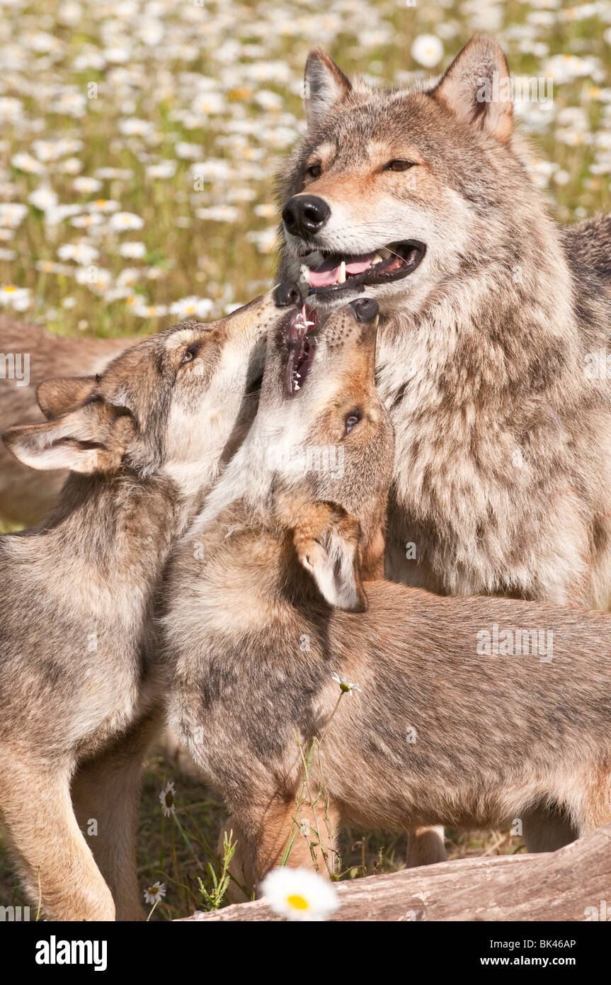 Young wolf pup in wildflowers hi-res stock photography and images - Alamy