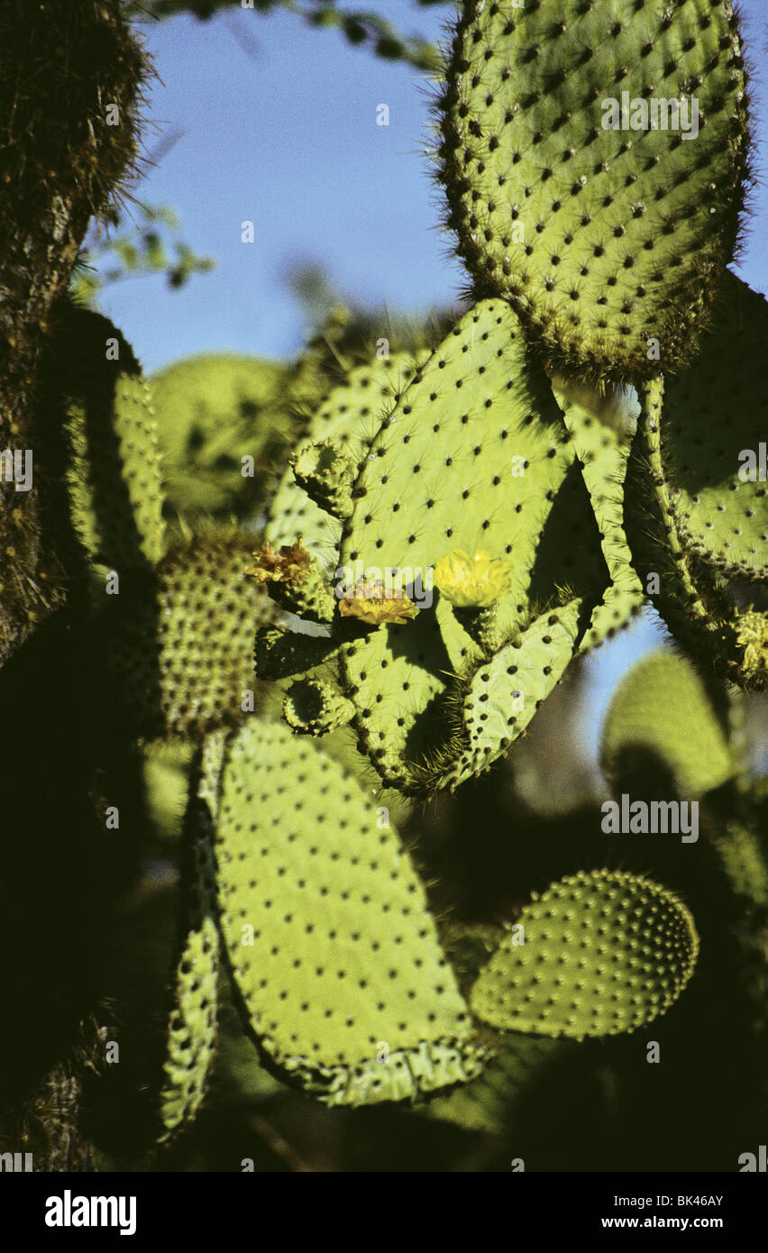 Close-up of Opuntia (also known as Prickly Pear Cactus, Nopales, or ...