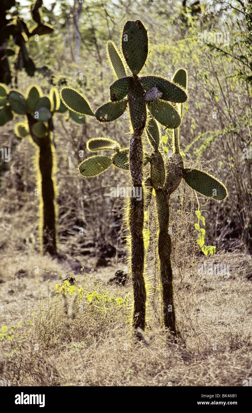 Galapagos Cactus Trees, Galapagos Islands, Ecuador Stock Photo - Alamy