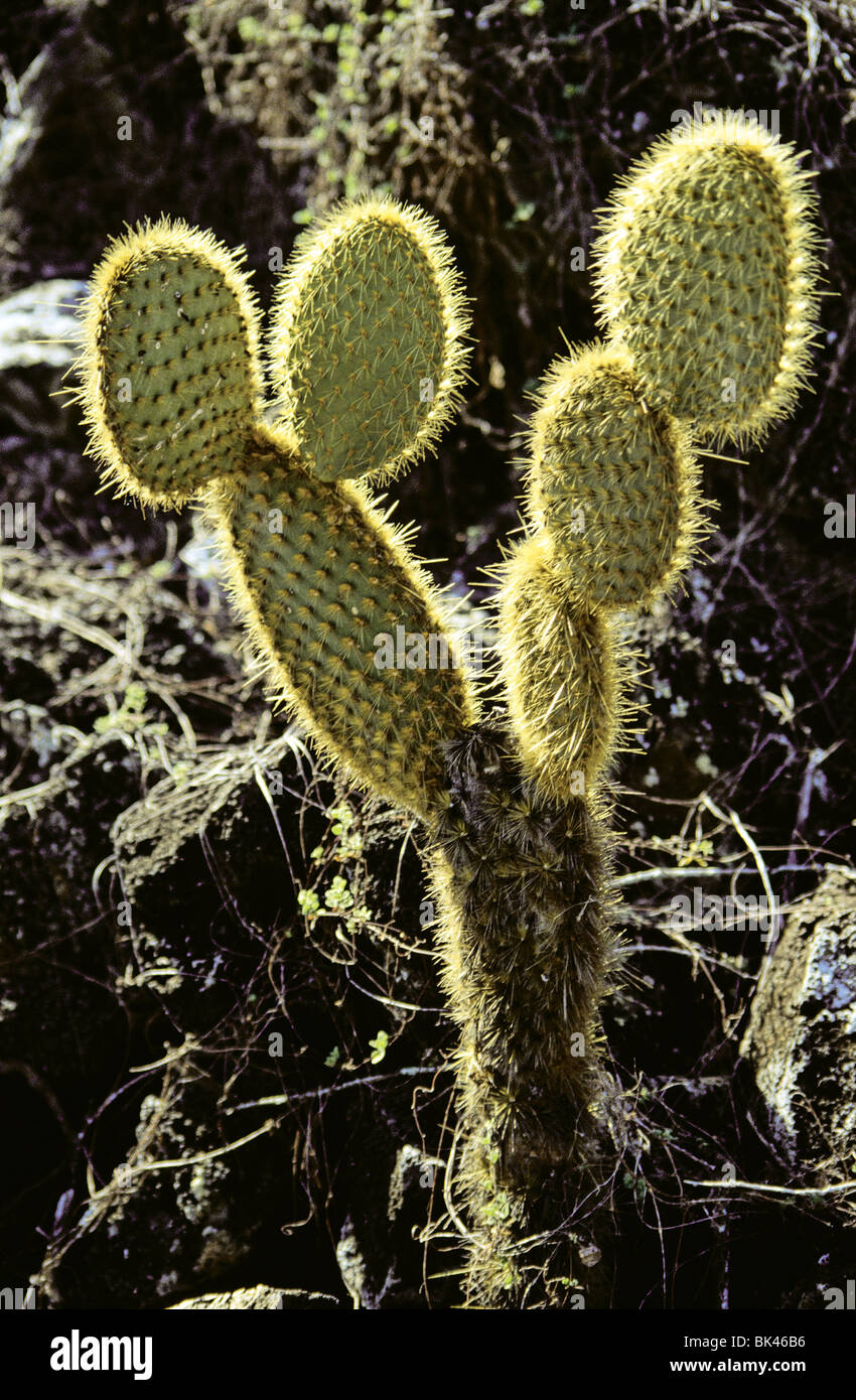 Halapagos hi-res stock photography and images - Alamy