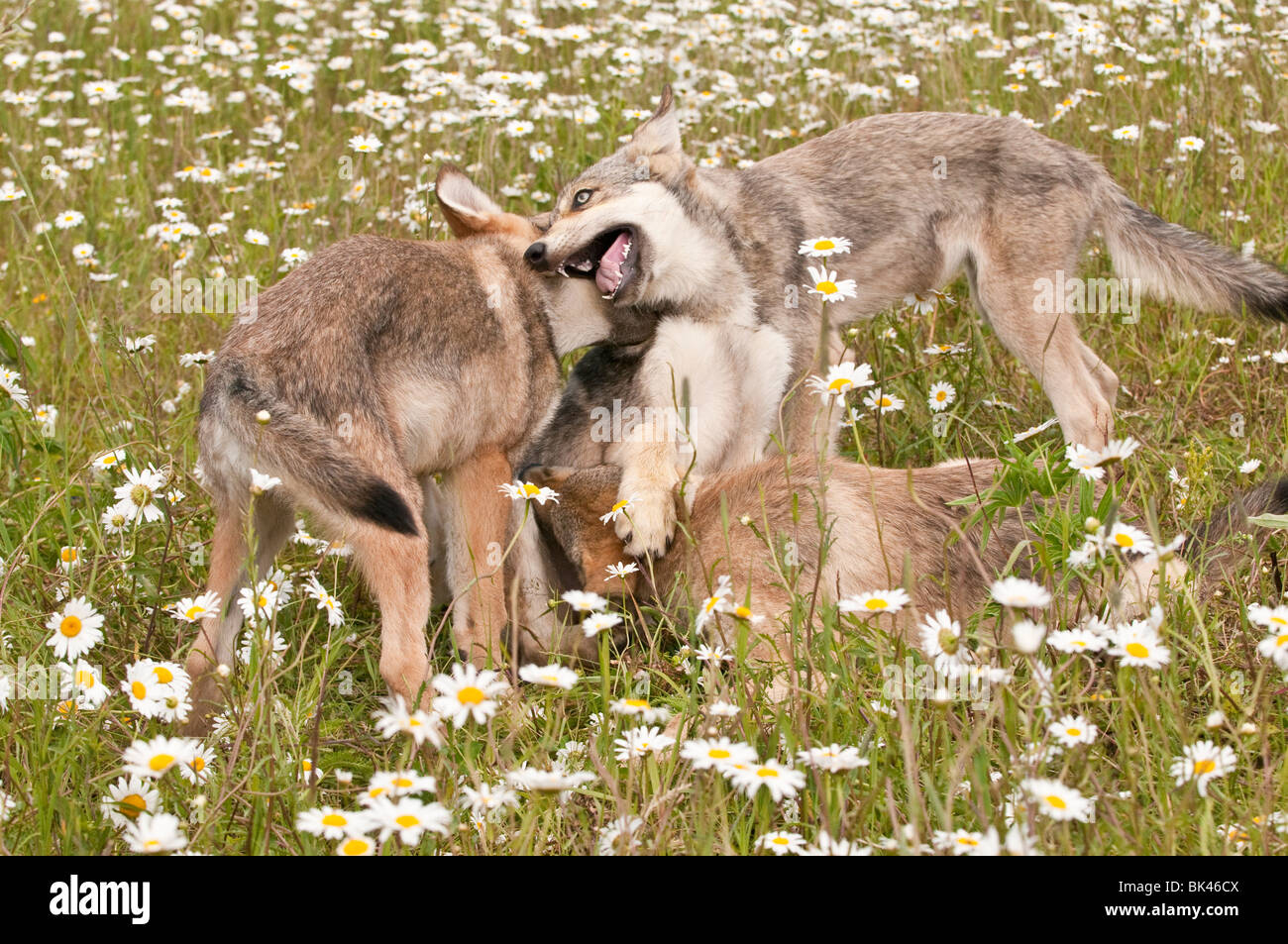 Juvenile wolves hi-res stock photography and images - Alamy