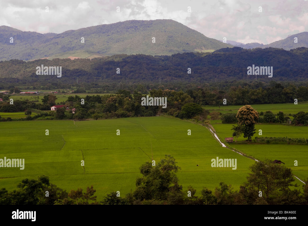 Rice field, Vientiane, Laos Stock Photo - Alamy