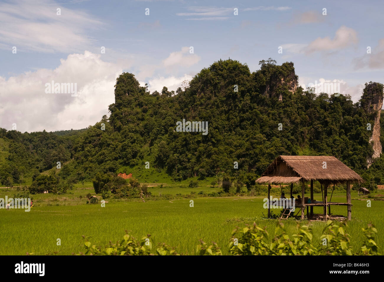 Hut on a rice field, Vientiane, Laos Stock Photo - Alamy