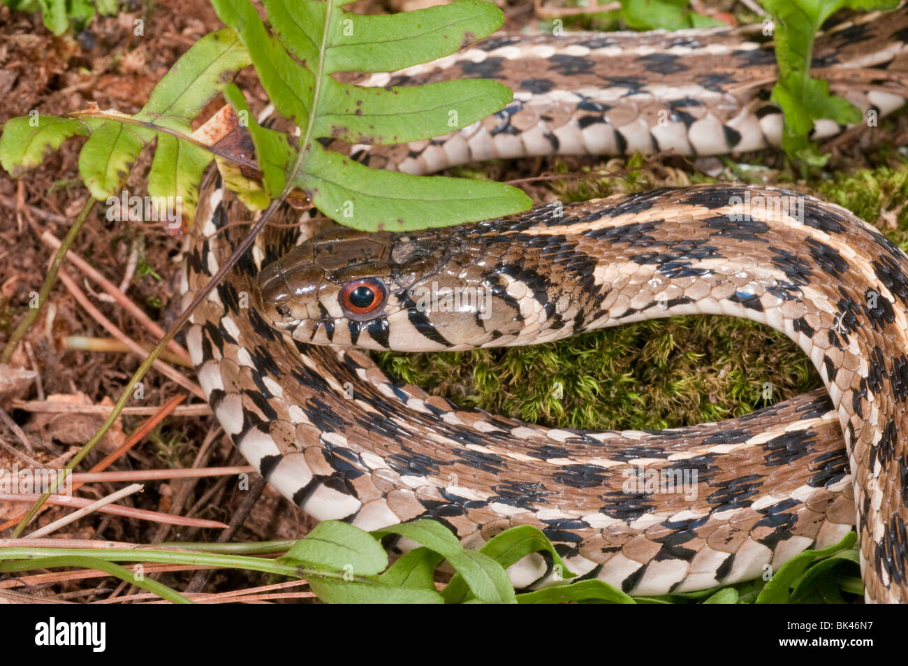 Checkered garter snake, Thamnophis marcianus, native to southern United ...