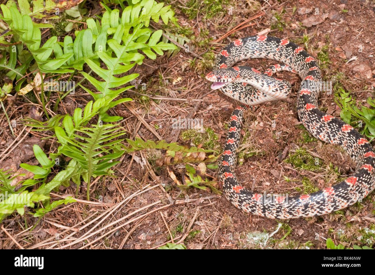 Texas long nosed snake, Rhinocheilus lecontei tessellatus, native to ...