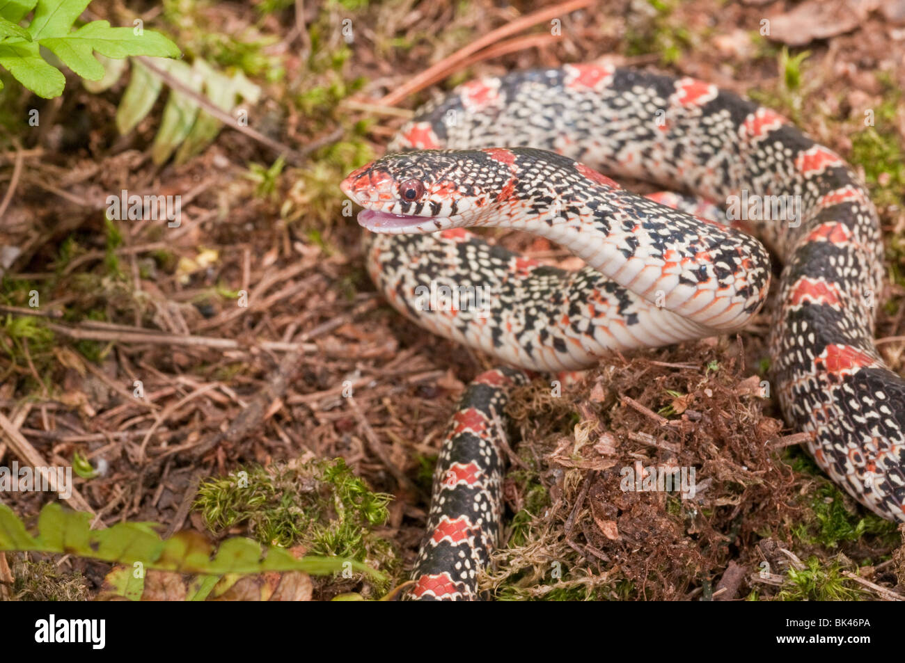 Texas long nosed snake, Rhinocheilus lecontei tessellatus, native to ...