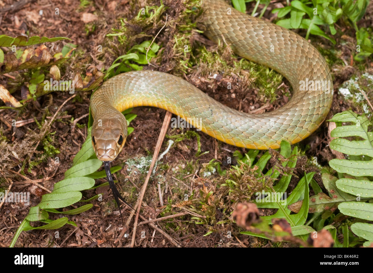 Western yellow-bellied racer, Coluber constrictor mormon, native to ...