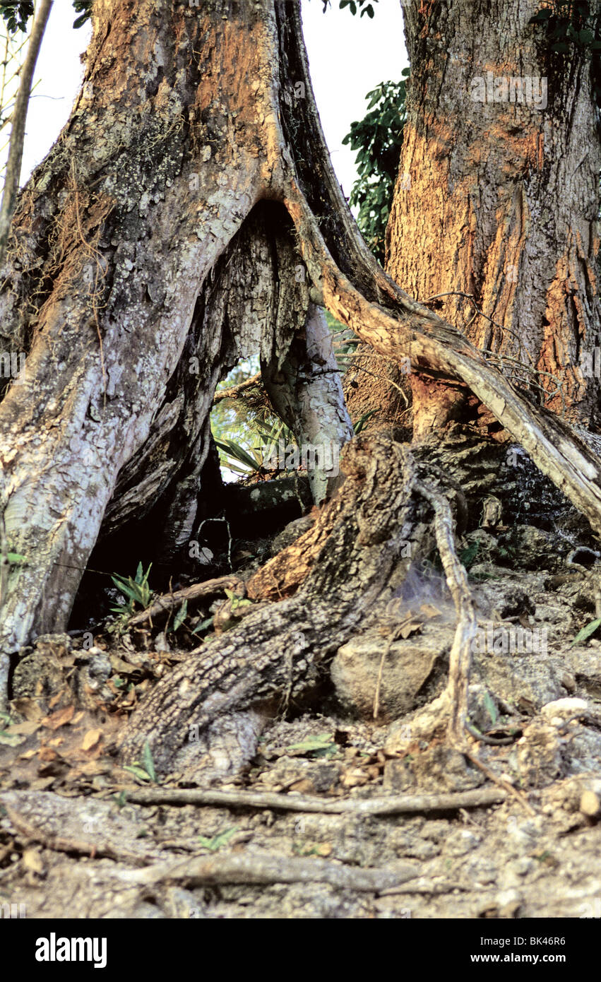 Tree trunks and roots of Ceiba Trees in the rainforest of El Peten ...