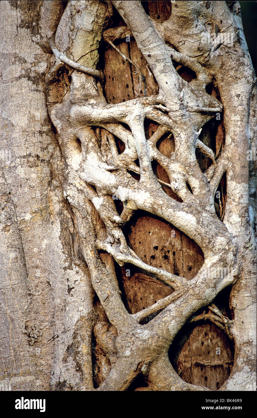 Tangled vegetation High Resolution Stock Photography and Images - Alamy