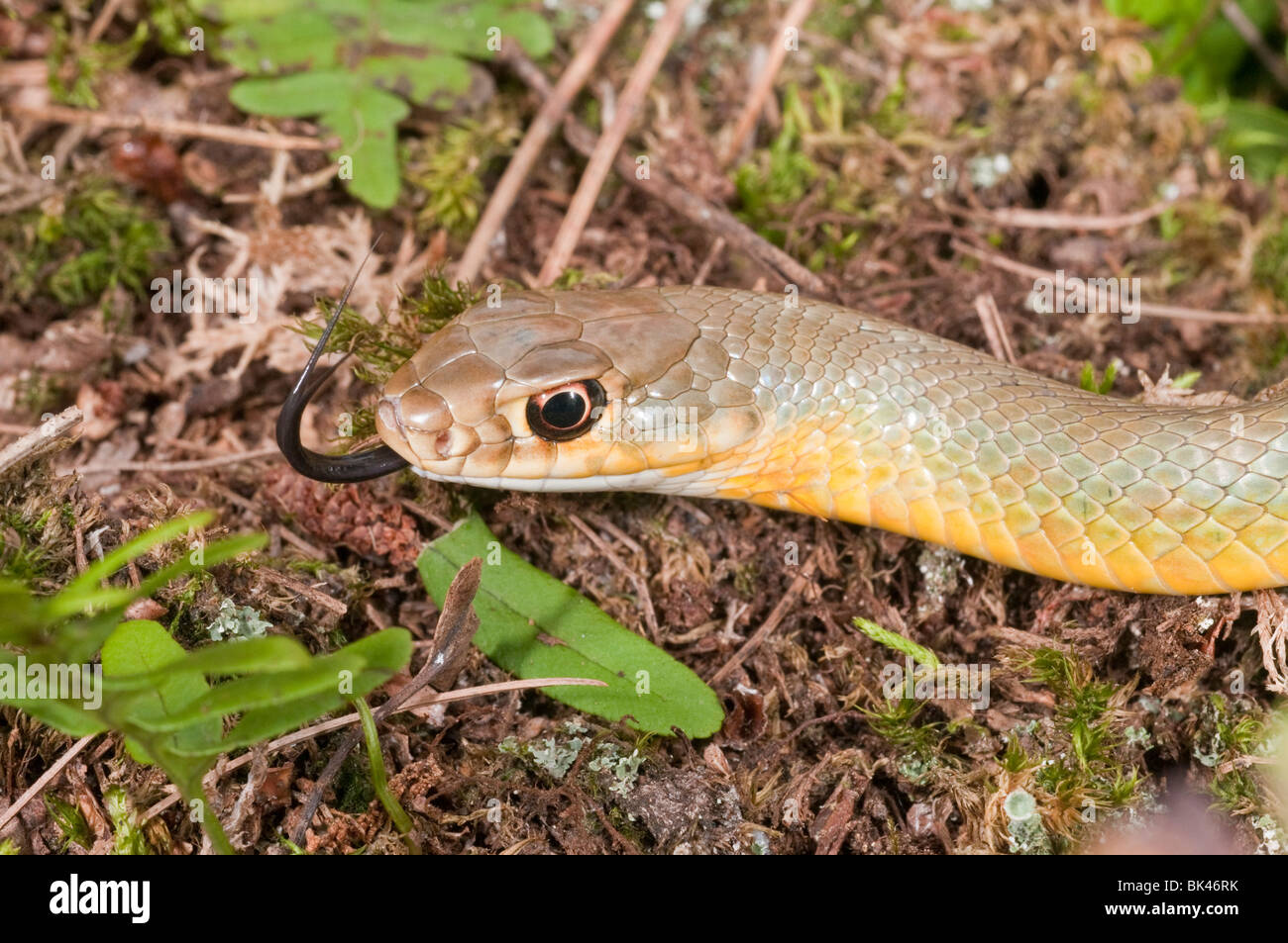Western yellow-bellied racer, Coluber constrictor mormon, native to USA ...