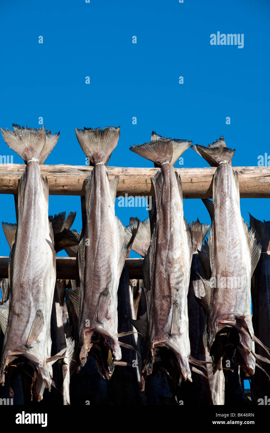 Drying cod to produce traditional stockfish on outdoor racks in Lofoten ...