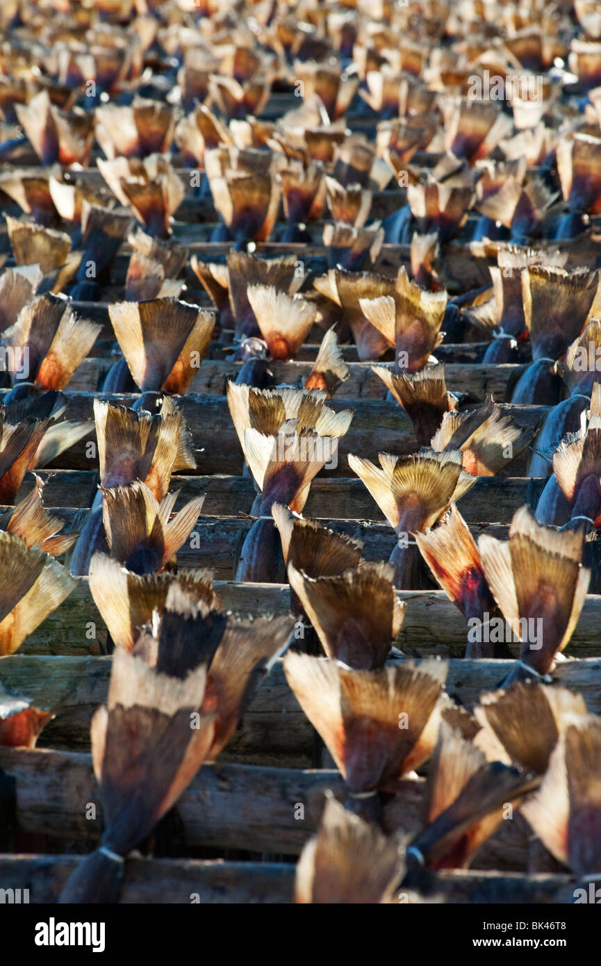 Drying cod to produce traditional stockfish on outdoor racks in Lofoten ...