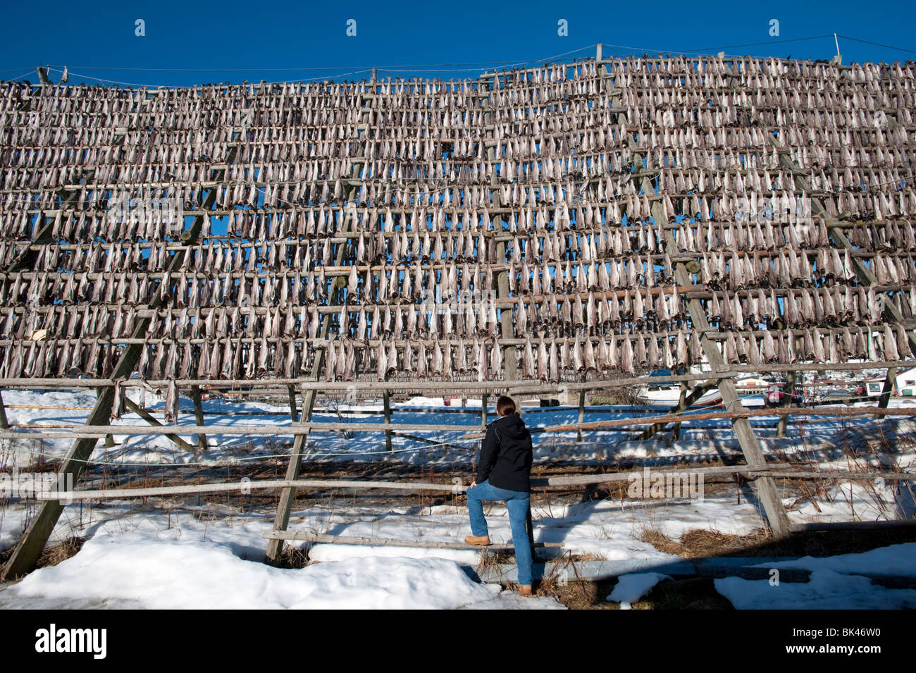 Fish drying on frame hi-res stock photography and images - Alamy
