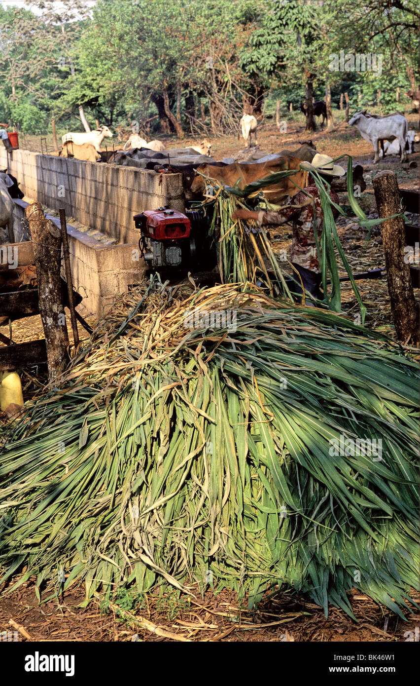 Grinding up silage for cattle feed in Escuintla Department, Guatemala ...