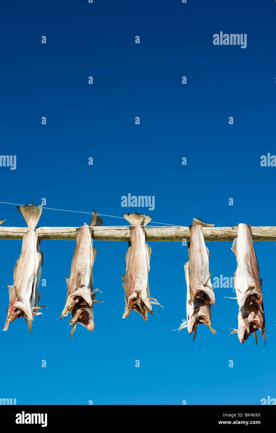 Cod High Resolution Stock Photography and Images - Alamy