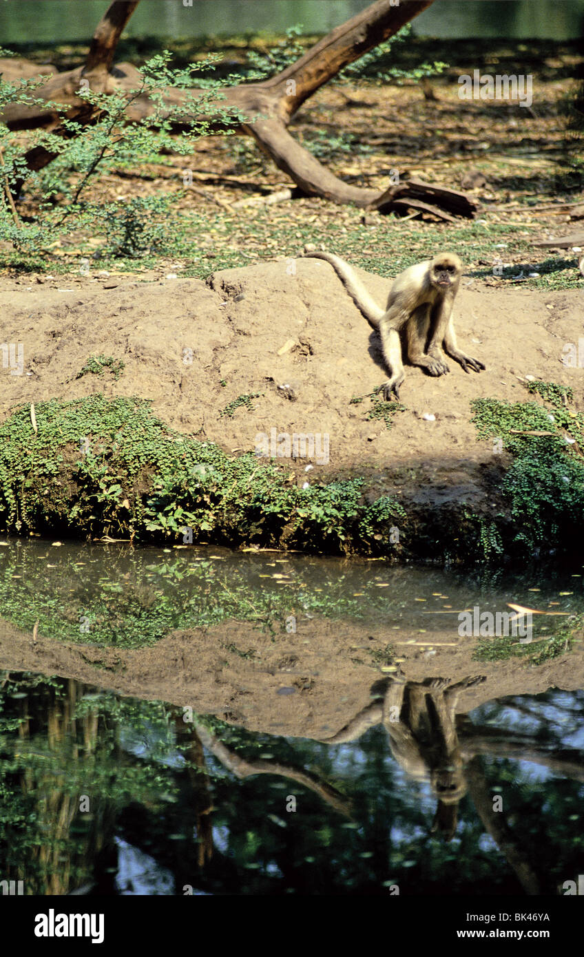Woolly Spider Monkey in the Zoologico Nacional La Aurora, Guatemala ...