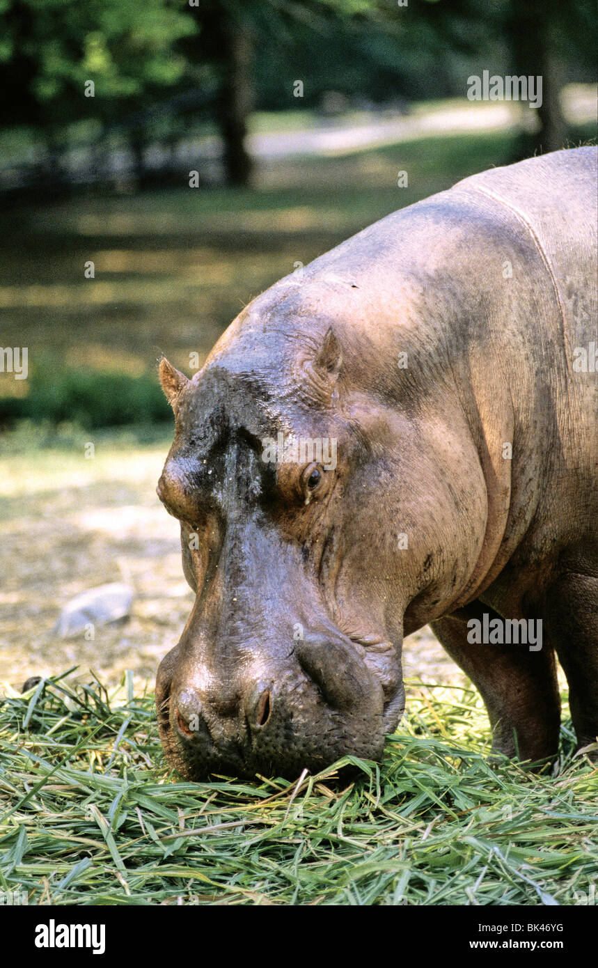 National Zoo Hippo