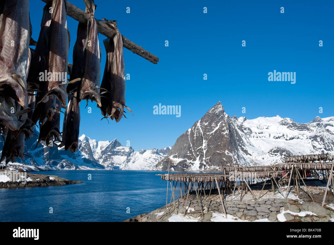 Dried cod in lofoten islands hi-res stock photography and images - Alamy