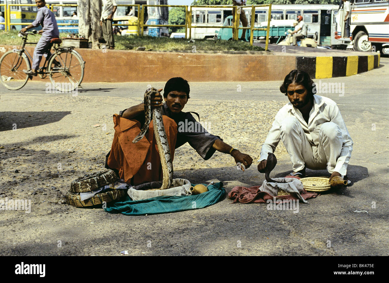 Indian python hi-res stock photography and images - Alamy