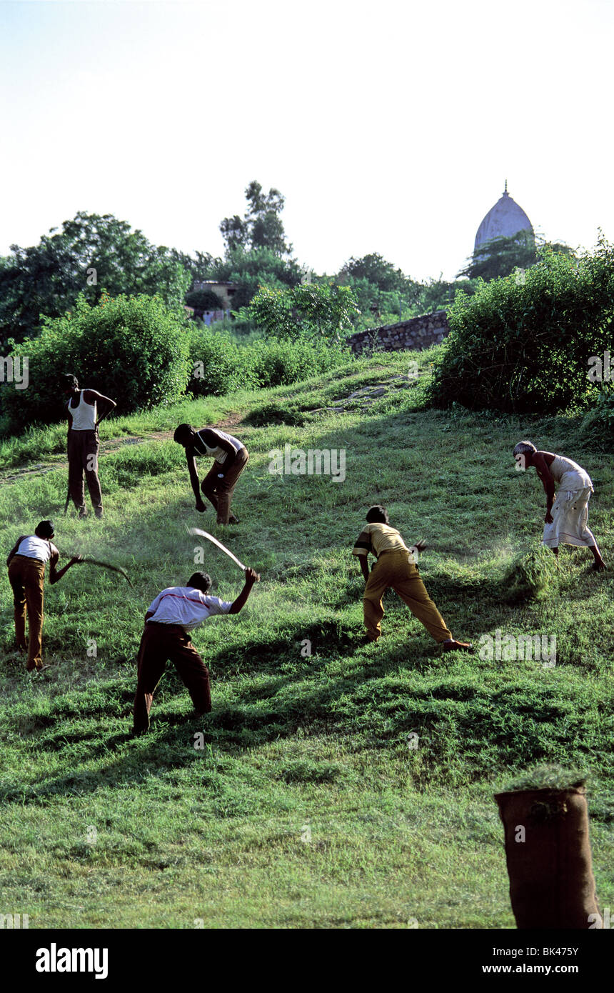 Men cutting grass on a hillside using machetes in India Stock Photo - Alamy