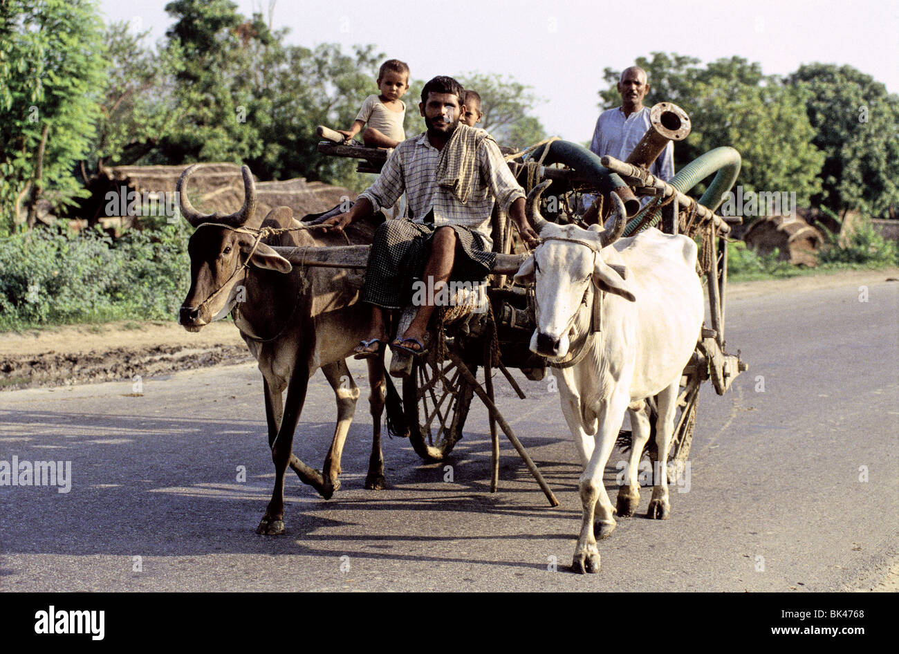 Cows pulling cart hi-res stock photography and images - Alamy