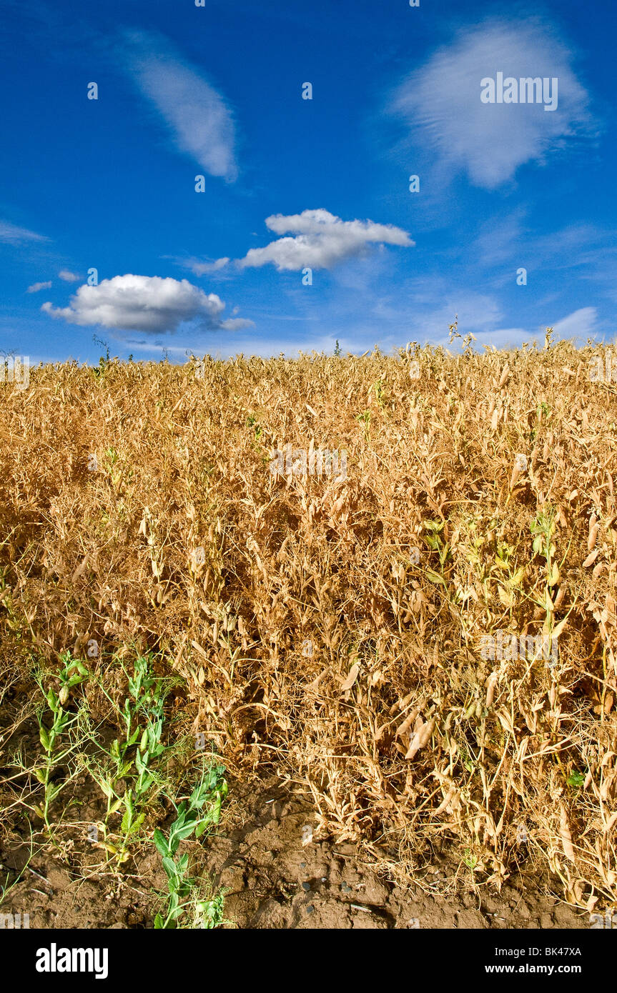 Dry peas ready for harvest on the hills of the Palouse region of ...