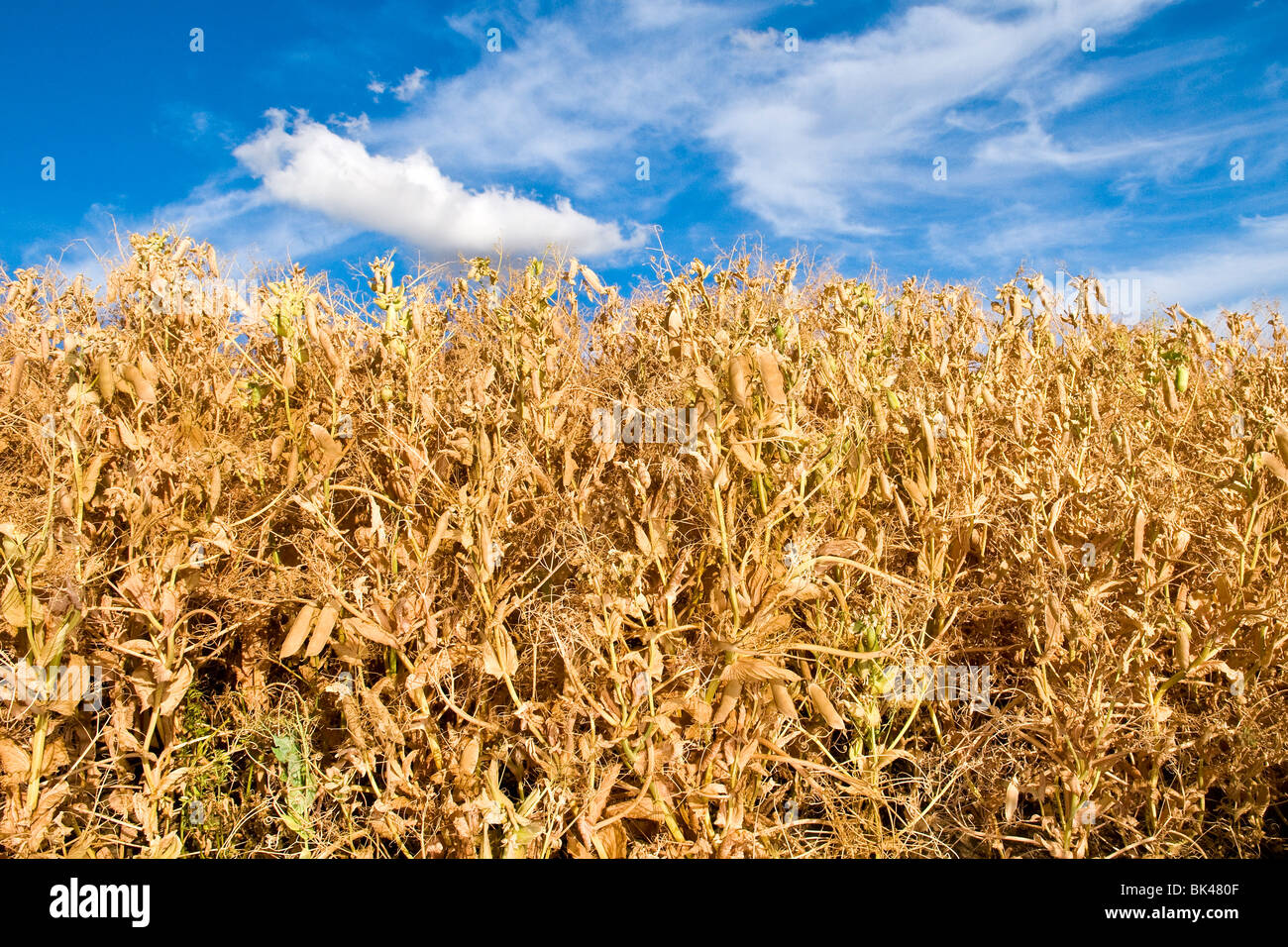 Dry peas ready for harvest on the hills of the Palouse region of ...