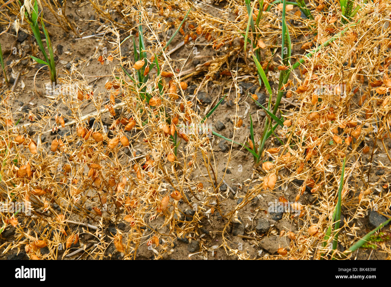 Lentil field hi-res stock photography and images - Alamy
