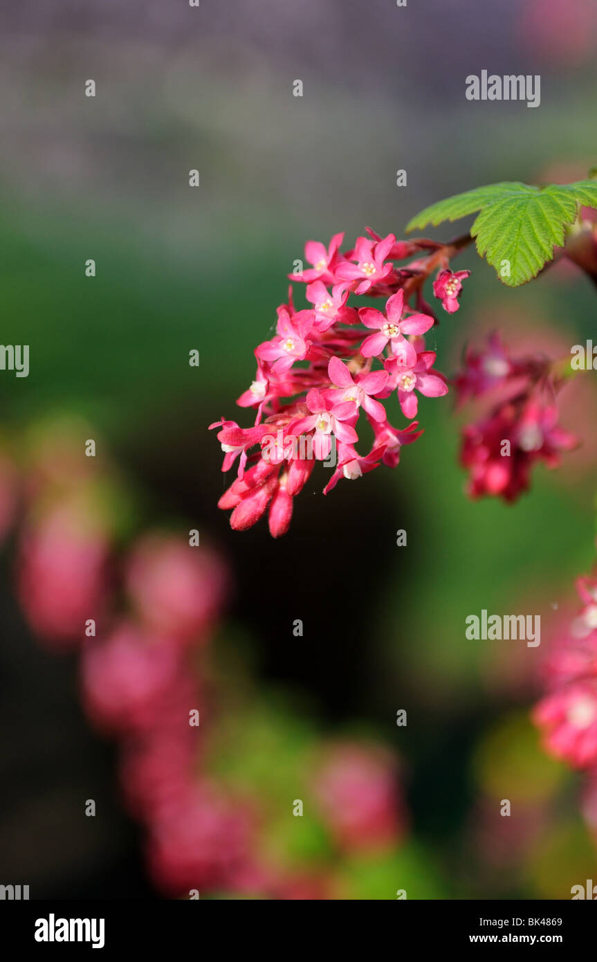 Flowering Red Currant Shrub Stock Photo - Alamy