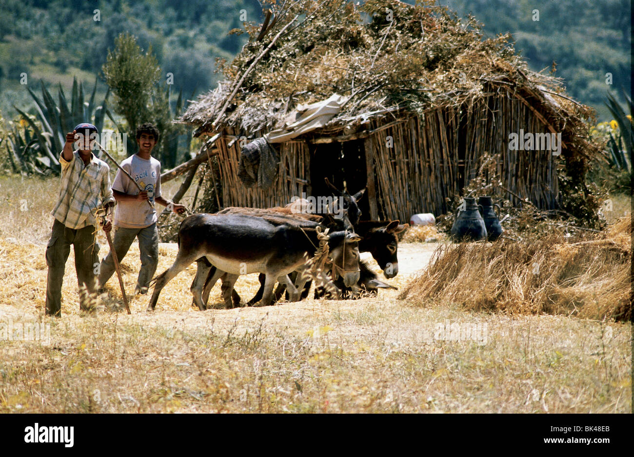 Animals working as a team hi-res stock photography and images - Alamy