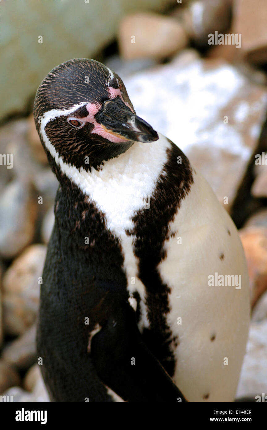 An African penguin in captivity Stock Photo - Alamy