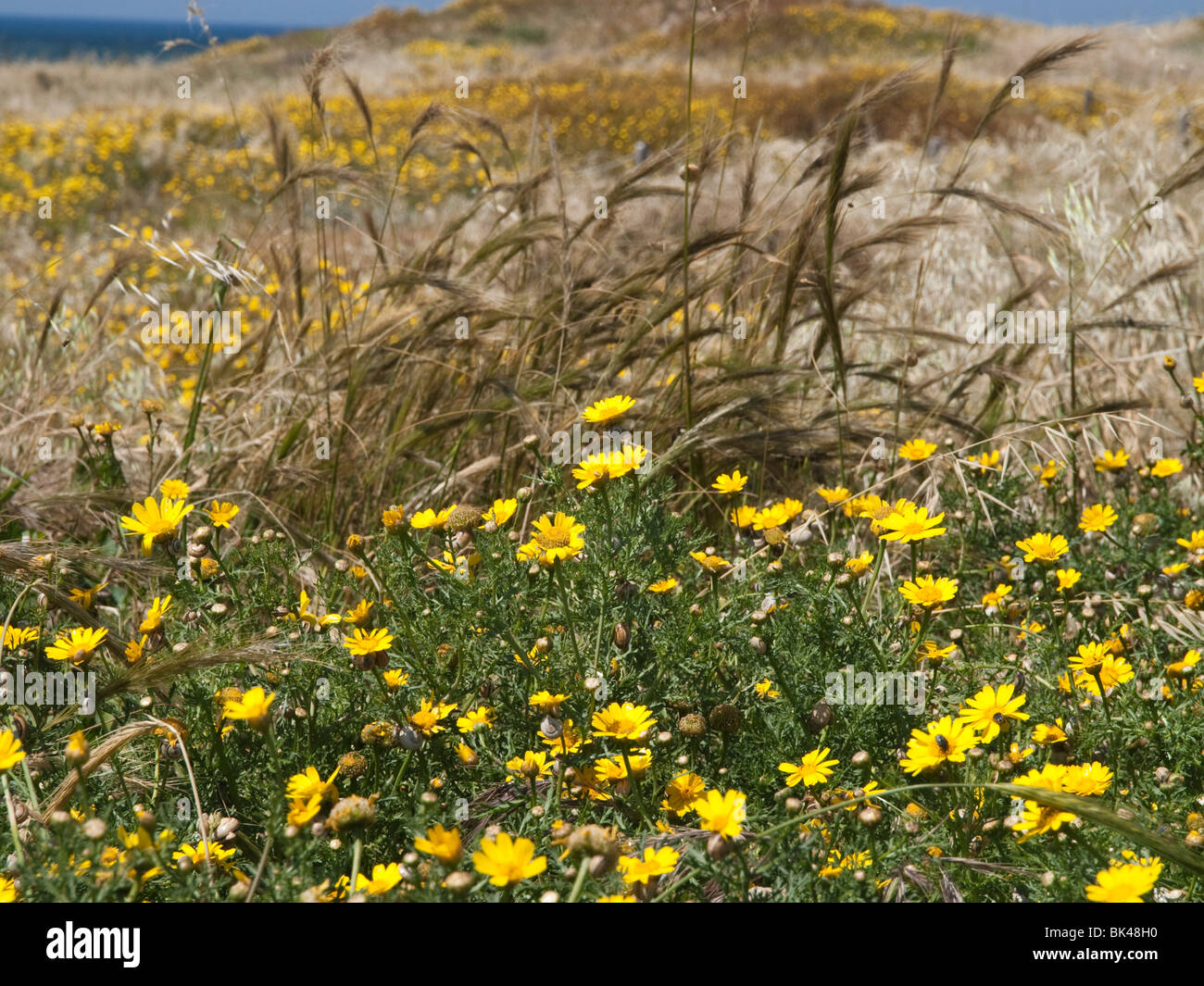 Spring in cyprus hi-res stock photography and images - Alamy