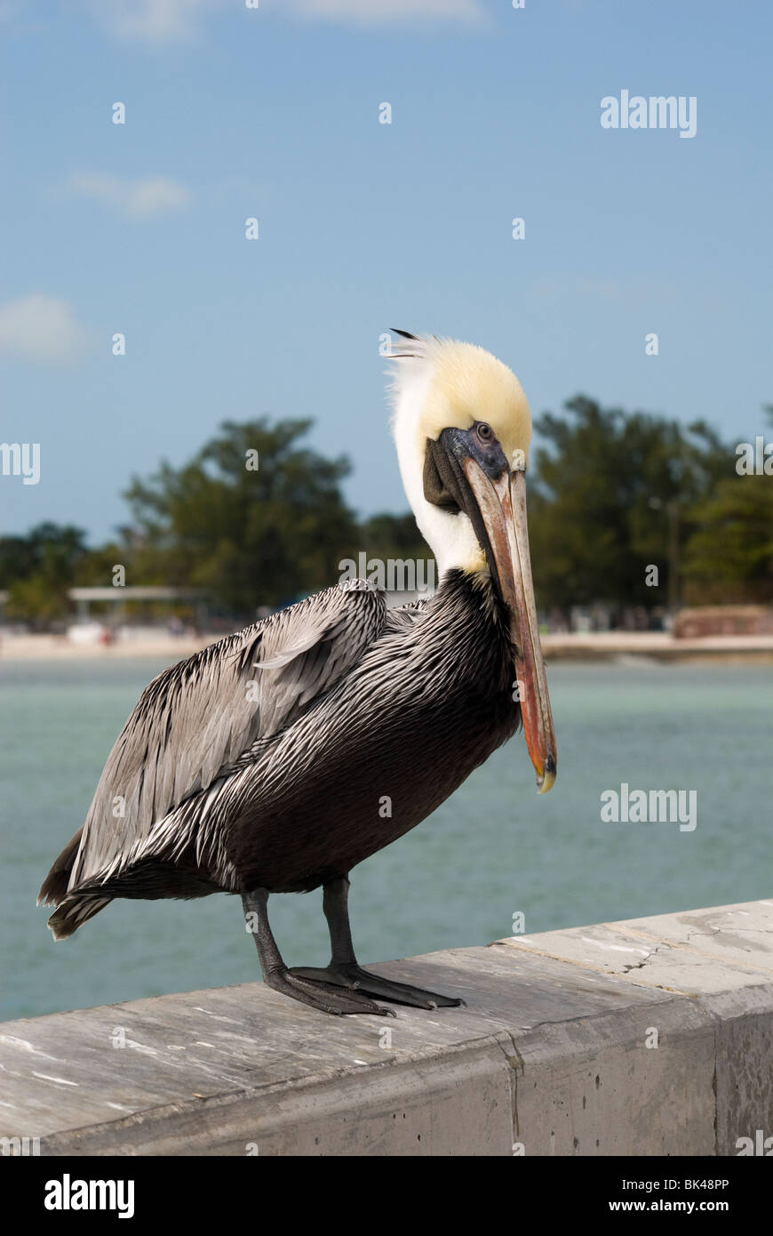 Daytime pelican hi-res stock photography and images - Alamy
