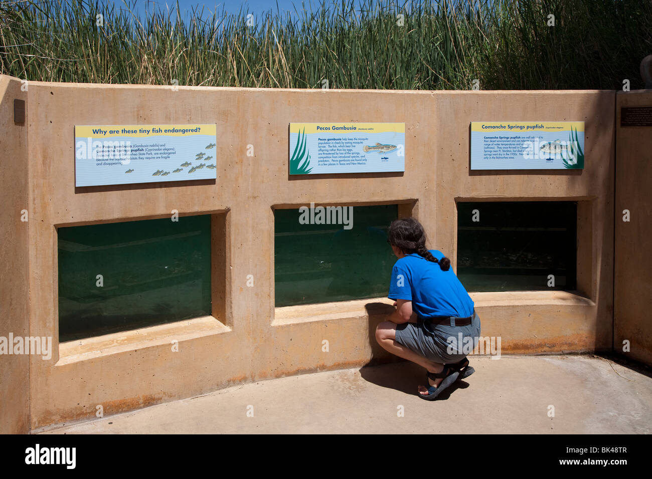 Underwater viewing windows at reconstructed desert wetlands for ...