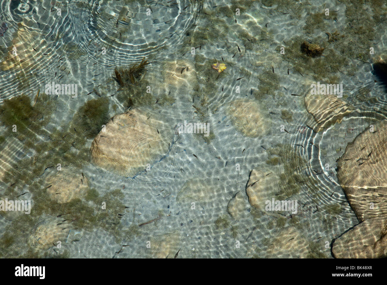 Endangered fish in reconstructed desert wetlands Balmorhea state park ...