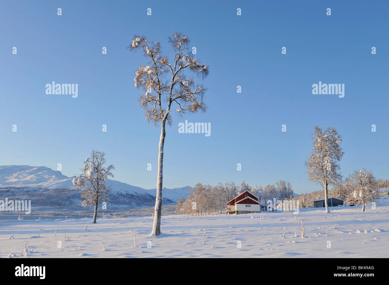 Snowy birch tree landscape hi-res stock photography and images - Alamy