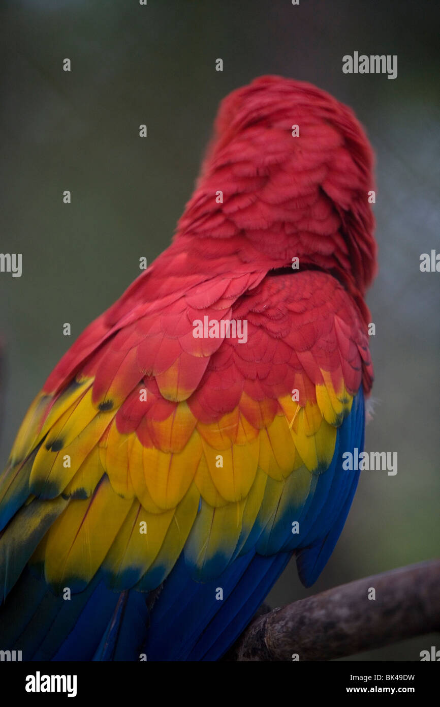 Guacamaya bird hi-res stock photography and images - Alamy