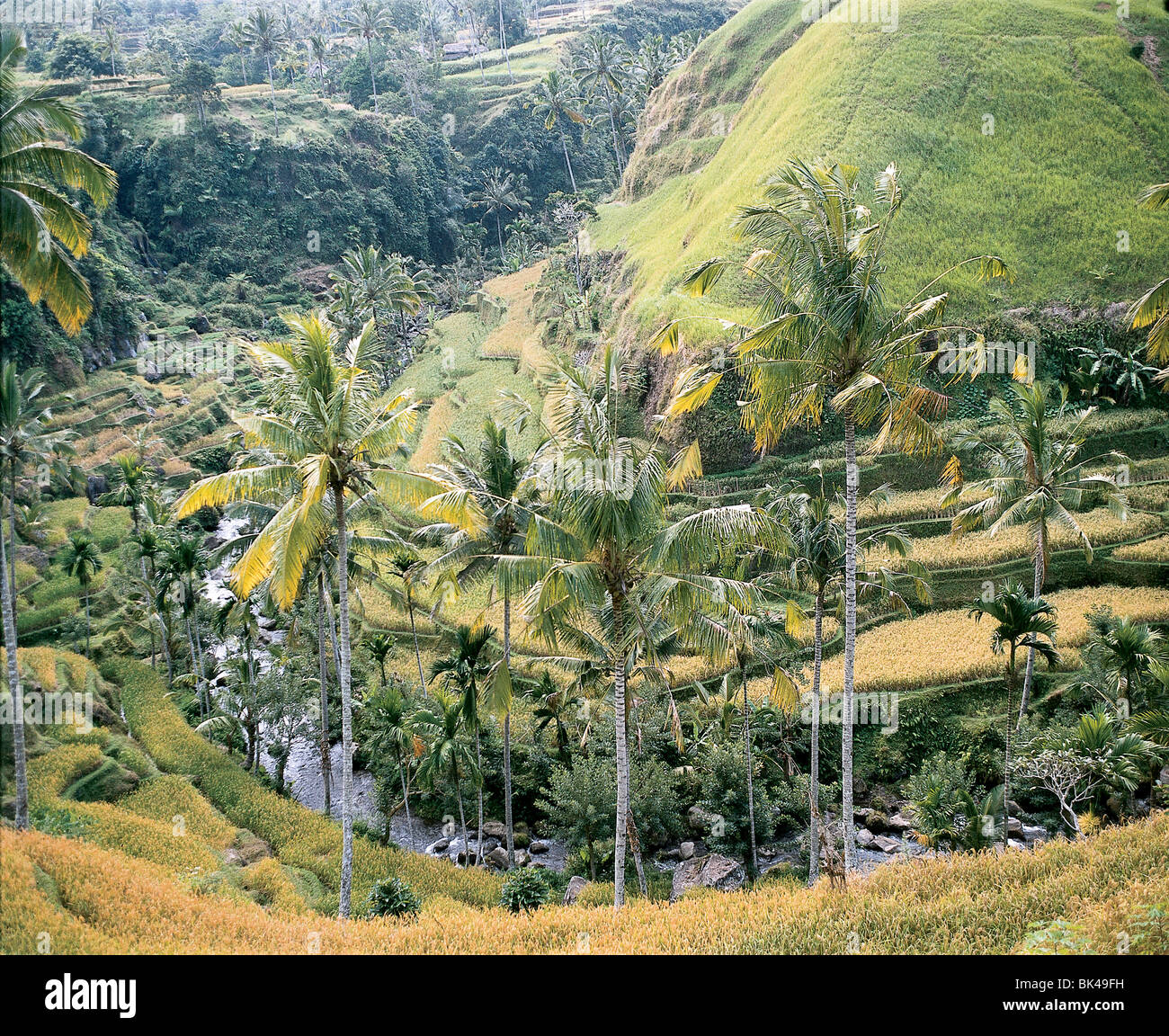 Palm trees and terraced rice fields, Sawahs, or collective plots. Bali ...