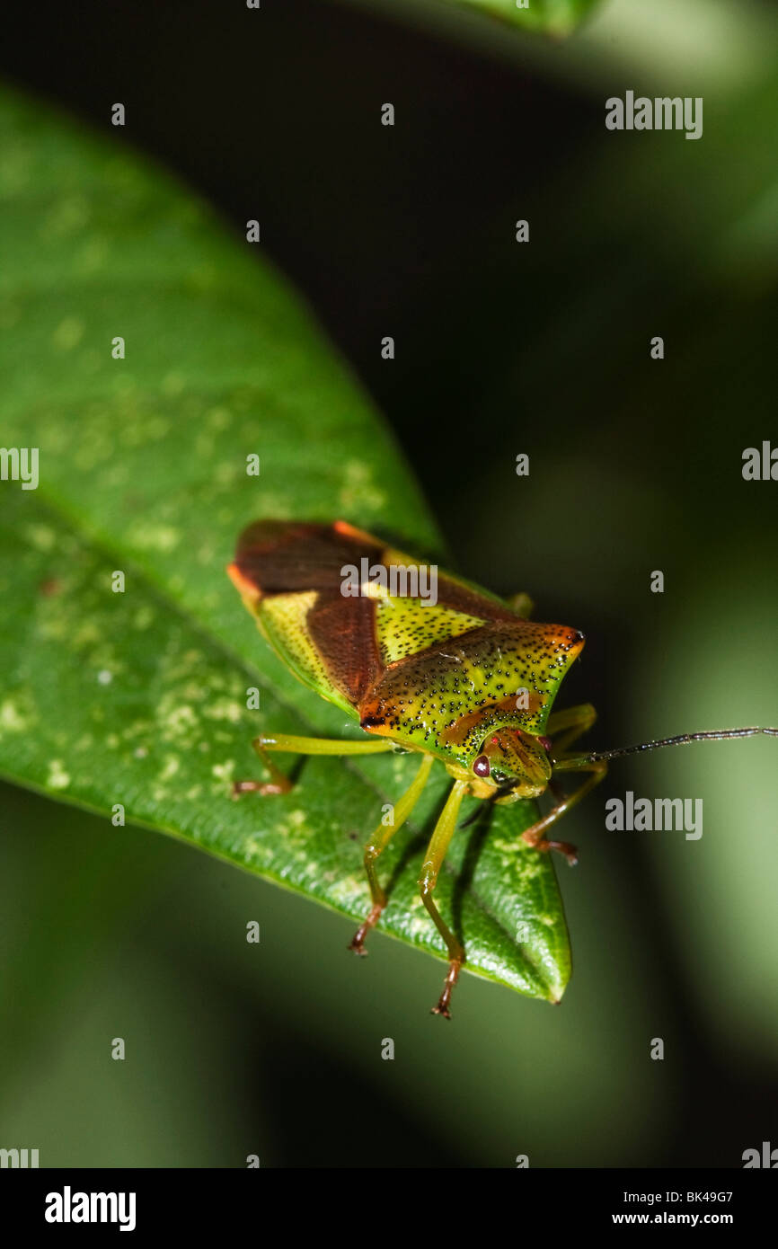 Hawthorn shield bug (Acanthosoma haemorrhoidale) sheltering under a ...