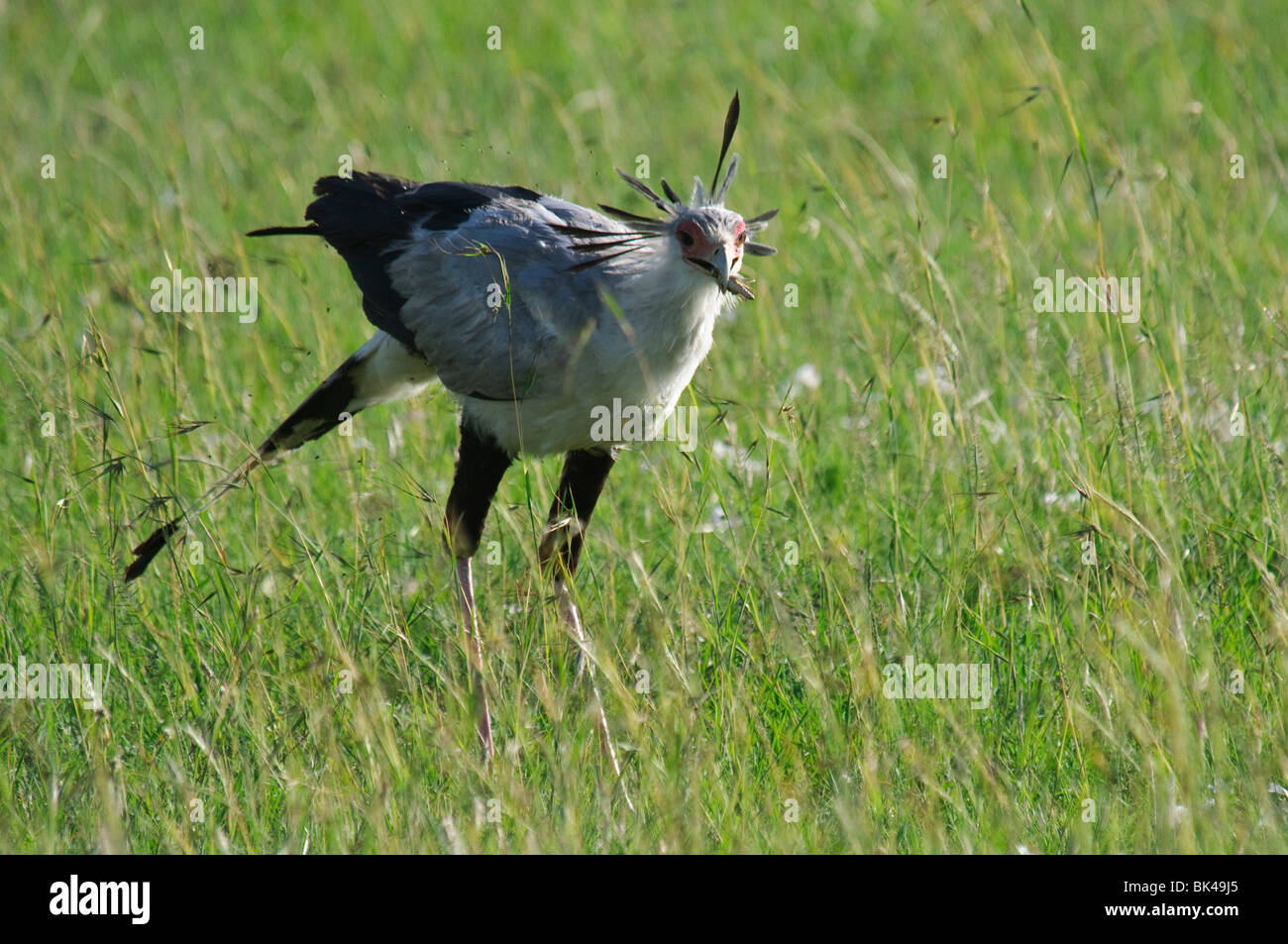 Secretary bird eating hi-res stock photography and images - Alamy