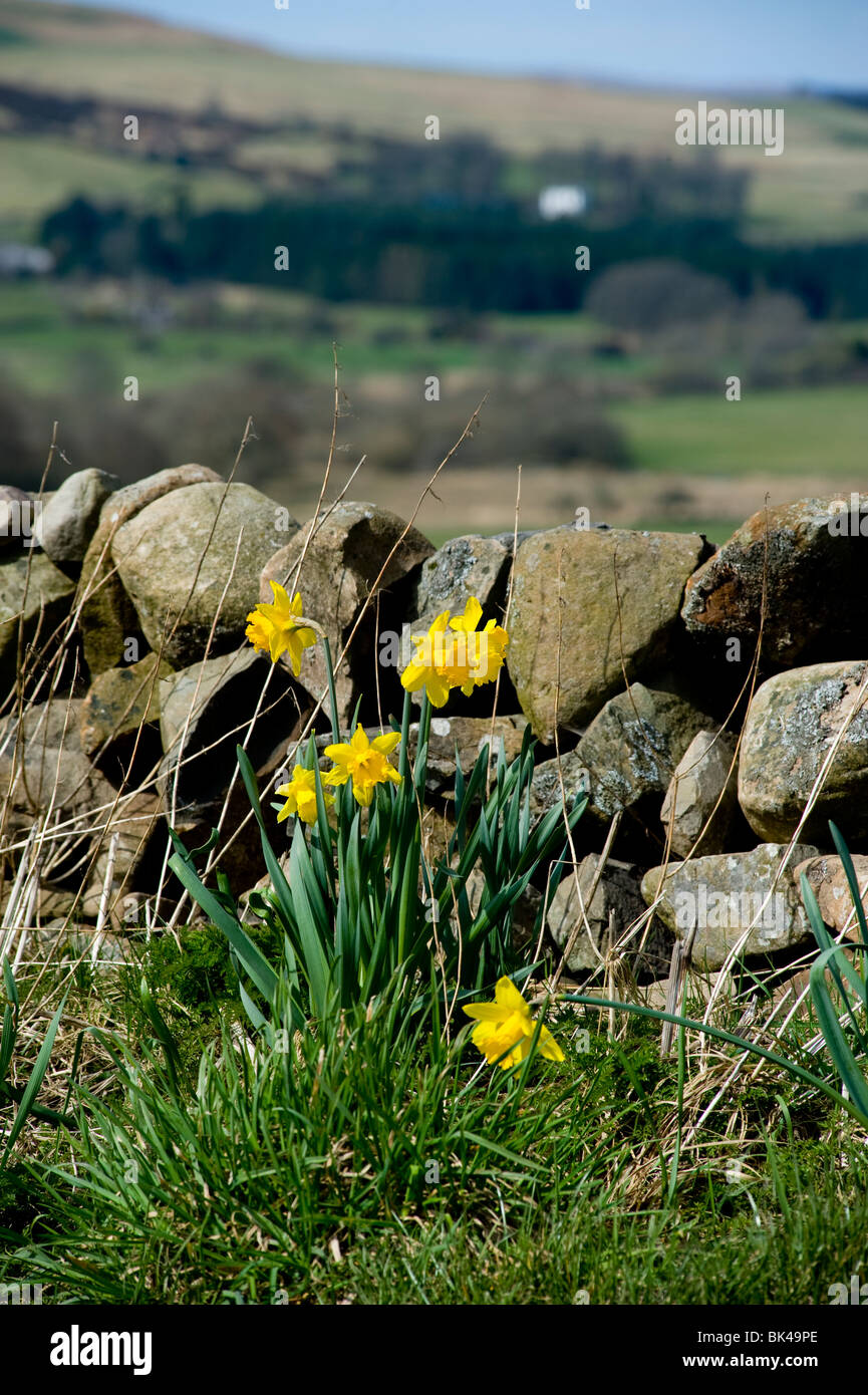Daffodils growing beside a dry stone wall in the middle of rural ...