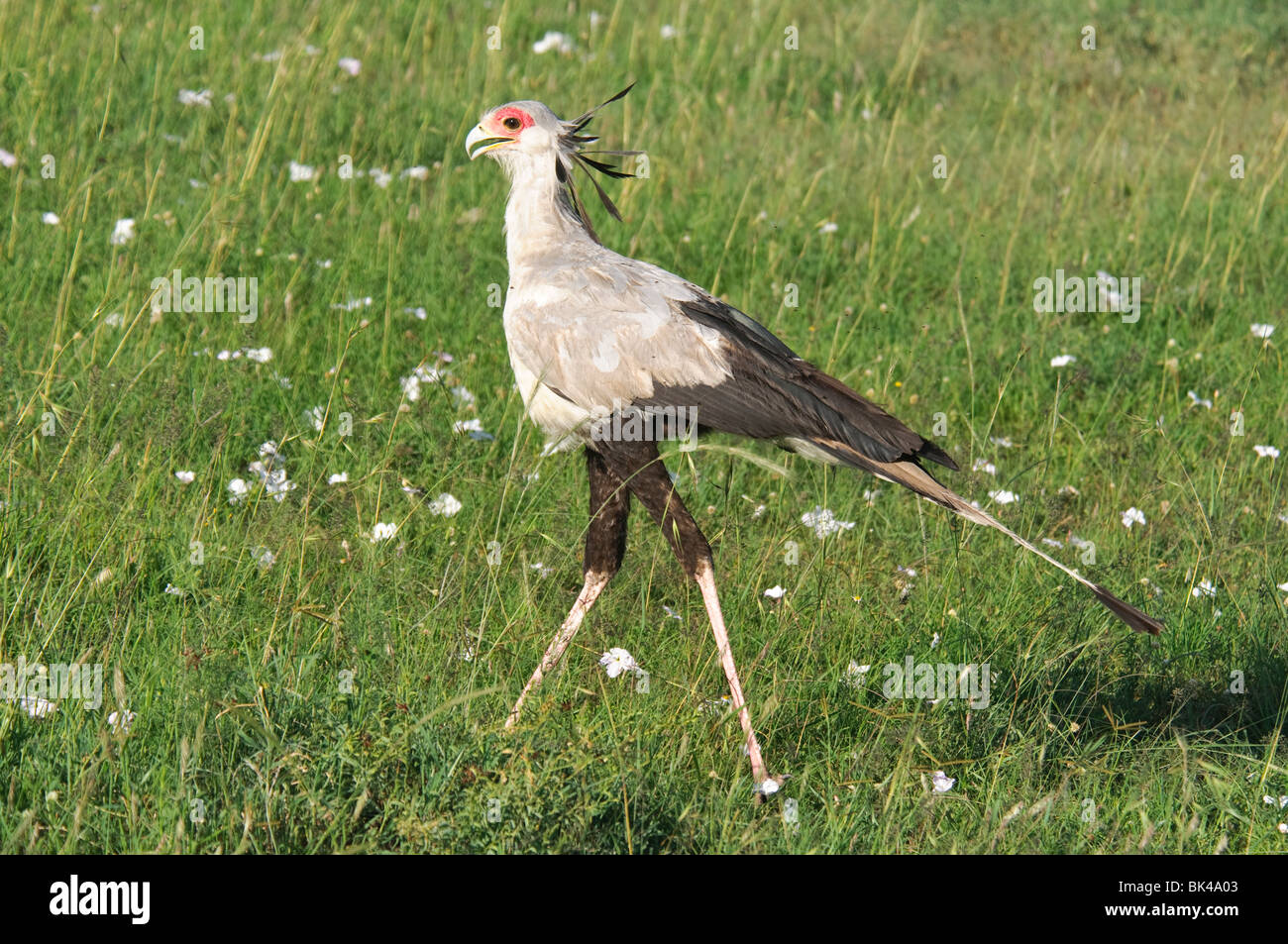 Secretary Bird Sagittarius serpentarius walking in grassland savannah ...