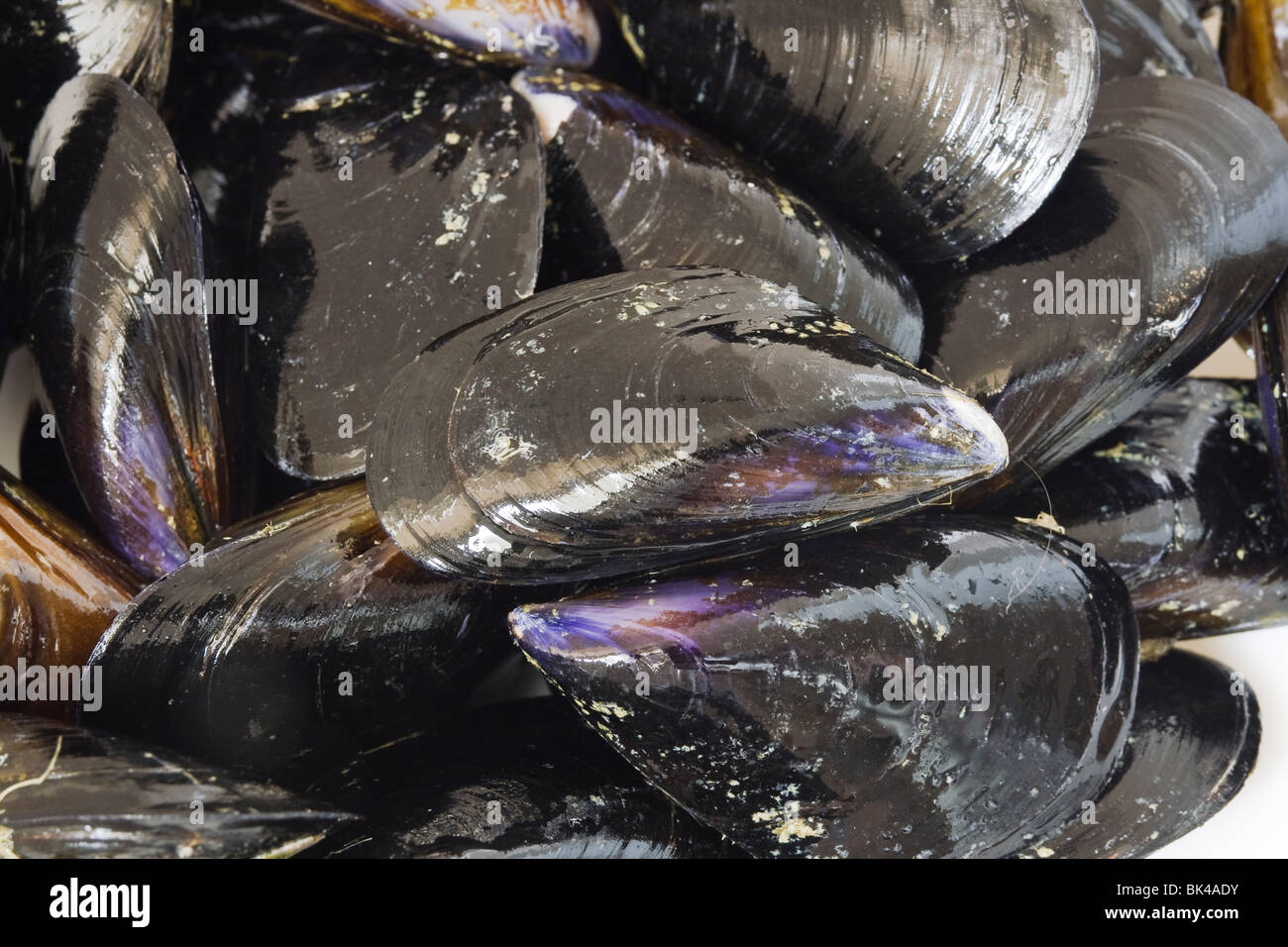 detail of fresh mussels ready to be cooked Stock Photo - Alamy