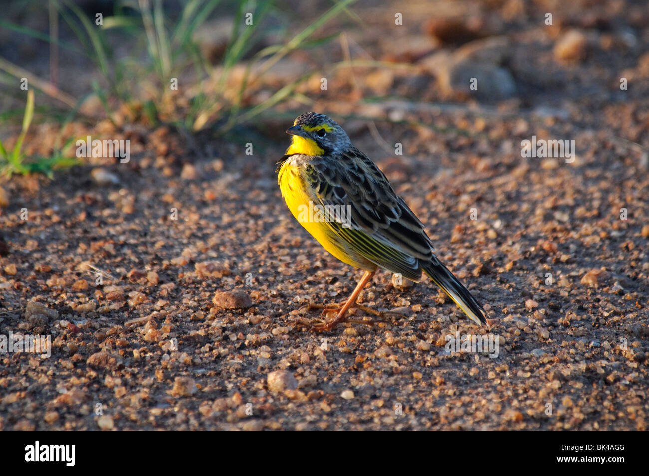 Yellow-throated Longclaw Macronyx croceus standing on ground Stock ...