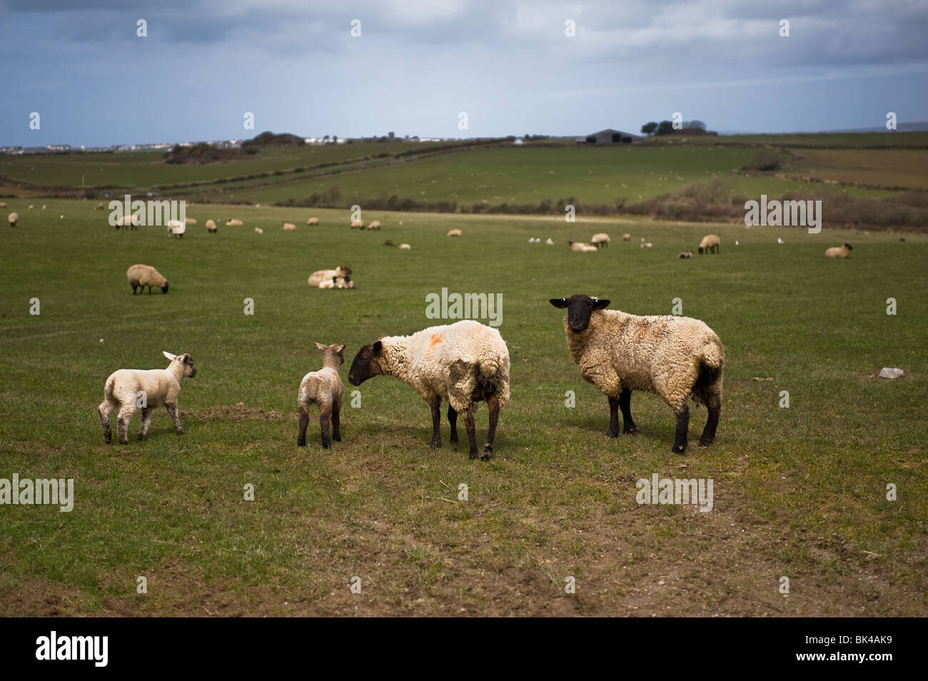Cornish farming hi-res stock photography and images - Alamy