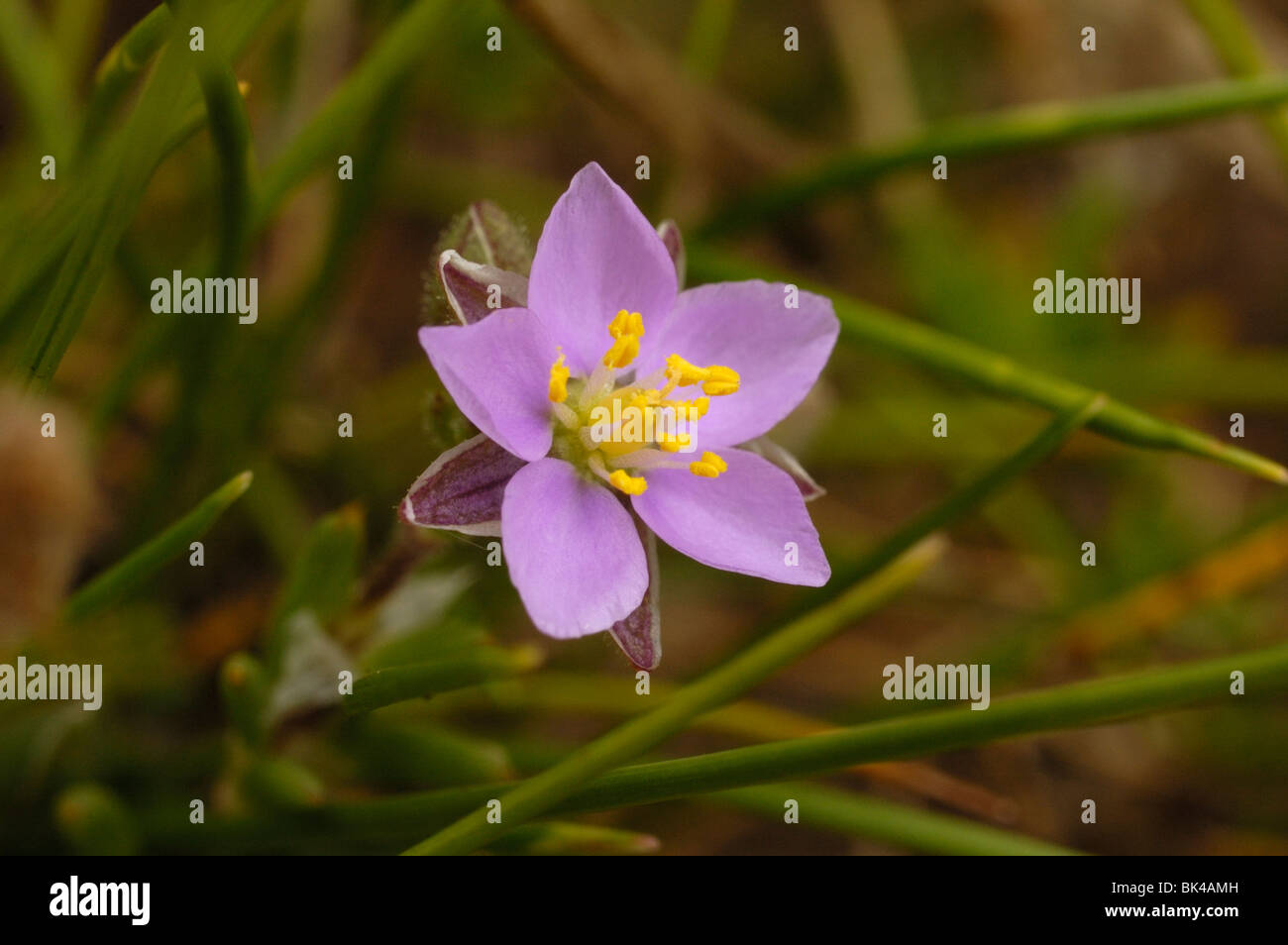 Sand Spurrey, spergularia rubra Stock Photo - Alamy