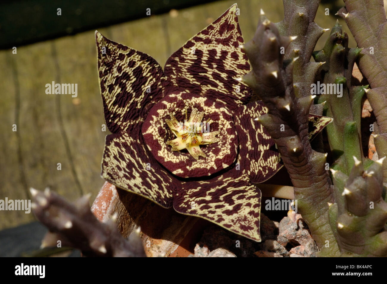 Stapelia variegata, Starfish Flower, Star Flower or Toad Cactus Stock ...